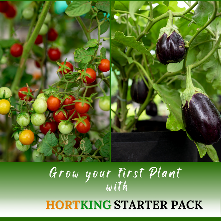 Essential Vegetable Starter Pack – HortKing Gardening