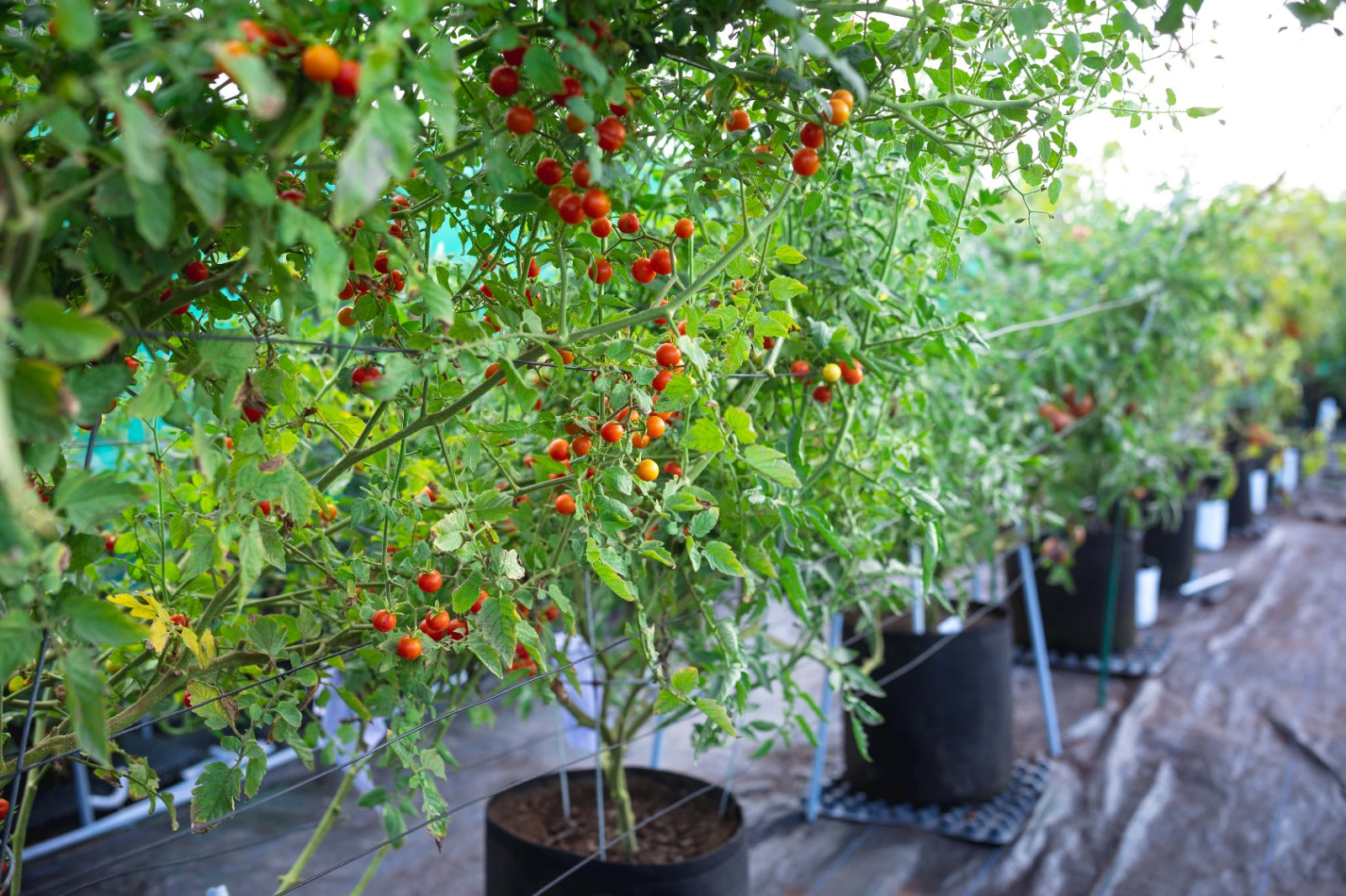 Vegetable Bundle – HortKing Gardening