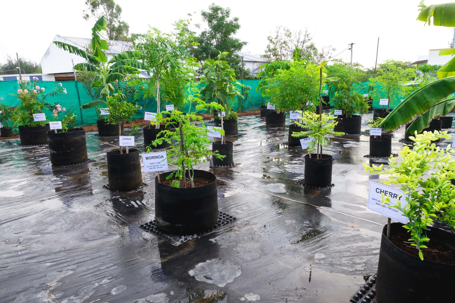 HortKing Garden Setup – HortKing Gardening